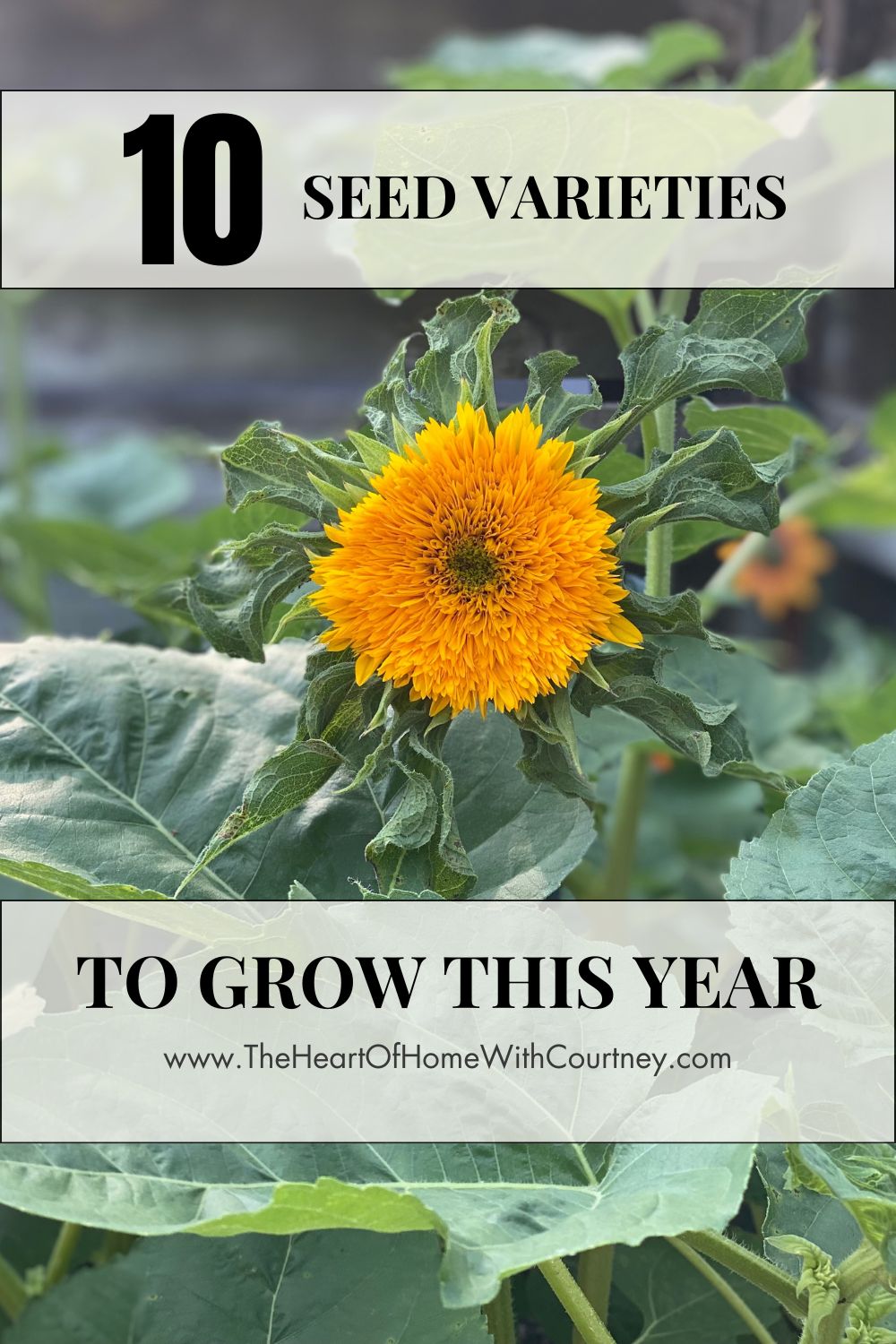 Top 10 Seed Varieties for Your New 2025 Suburban Garden - The Heart Of Home