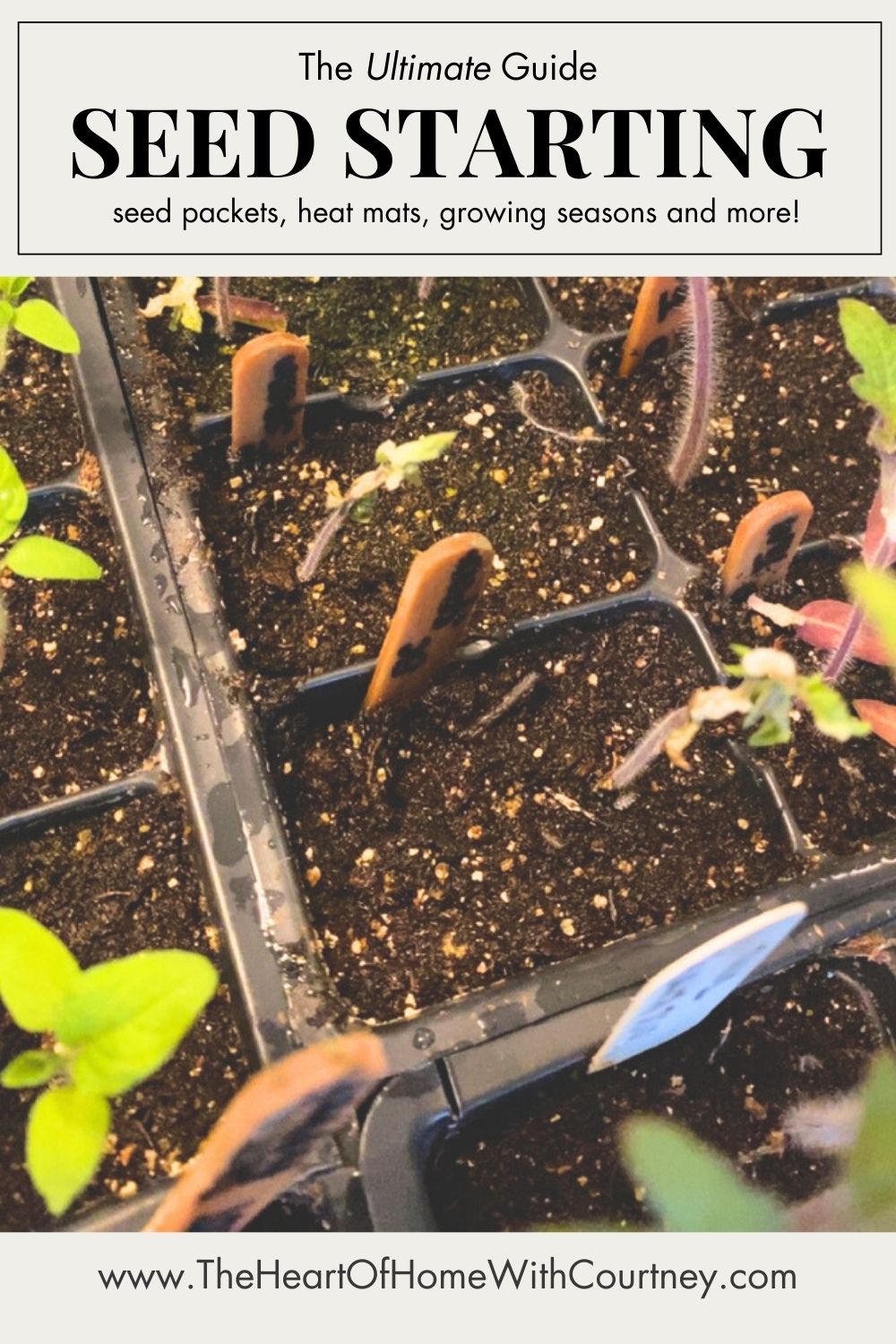 How to Start Seeds Indoors: A Beginner's Guide to Success - The Heart ...