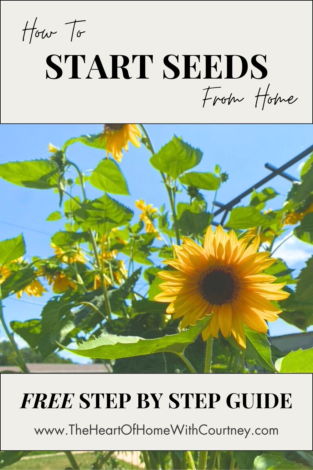 How to Start Seeds Indoors: A Beginner's Guide to Success - The Heart ...