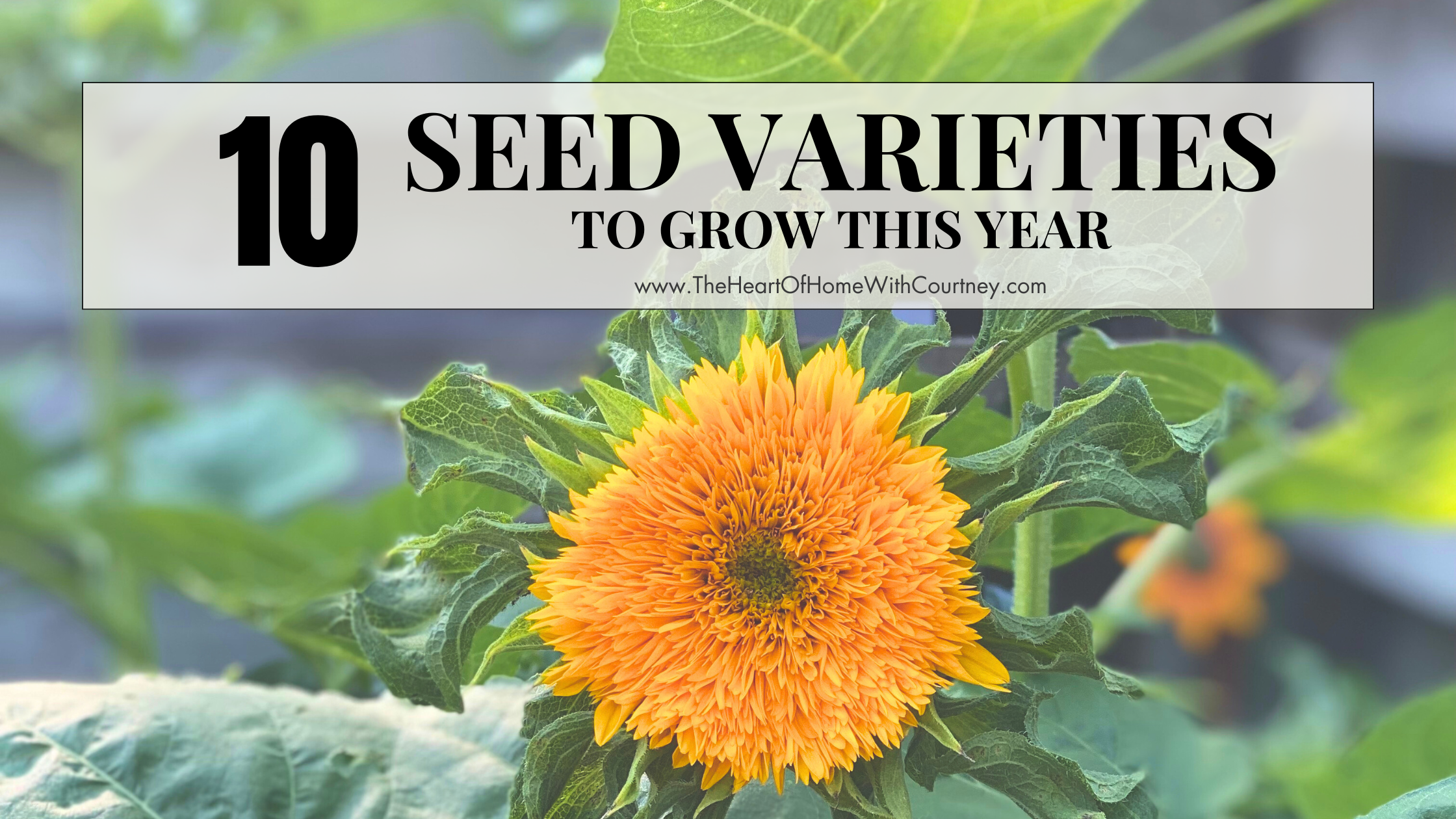 Top 10 Seed Varieties for Your New 2025 Suburban Garden - The Heart Of Home